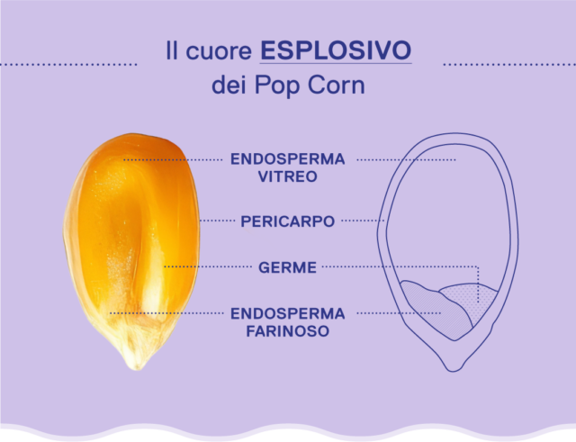 Quando il mais è pop | Fatti Non Fake